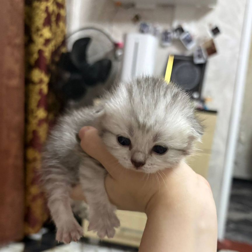 Шотландский вислоухий длинношёрстный котёнок