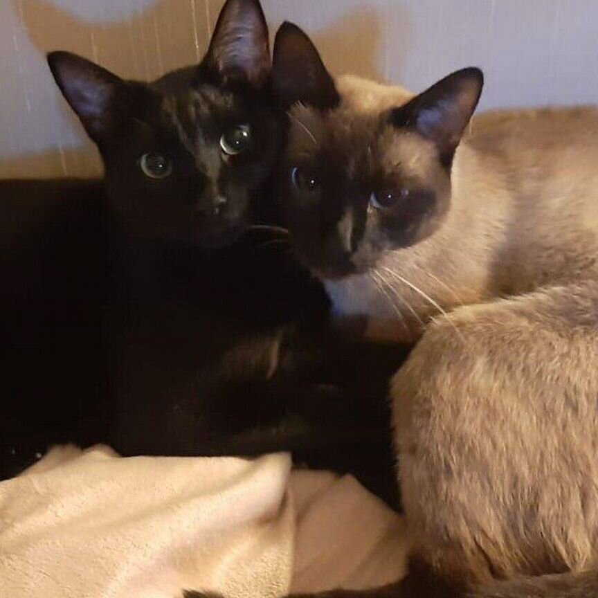 Сиамский, взрослый кот