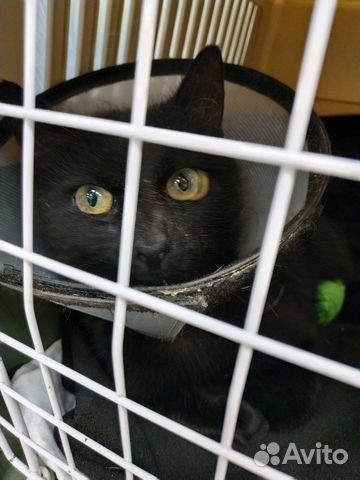 Черная кошка красавица