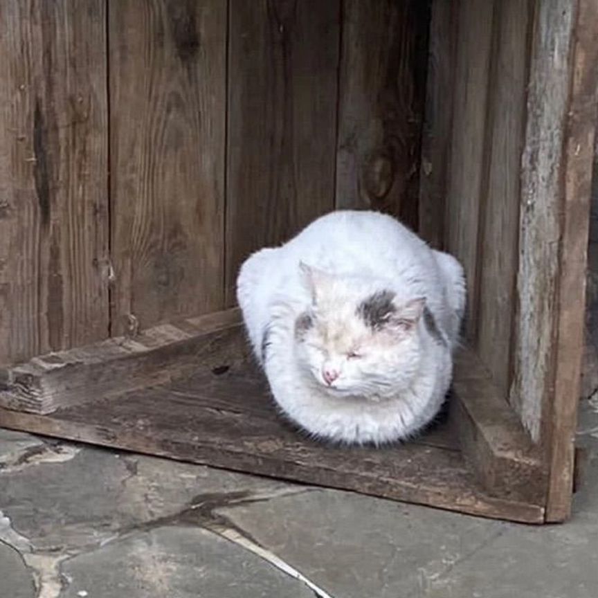 Кот на дожитие в добрые руки