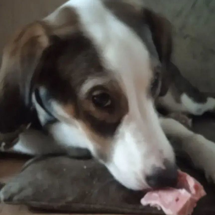 Бигль-харьер, щенок