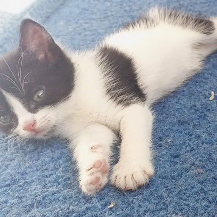 Котёнок в добрые руки