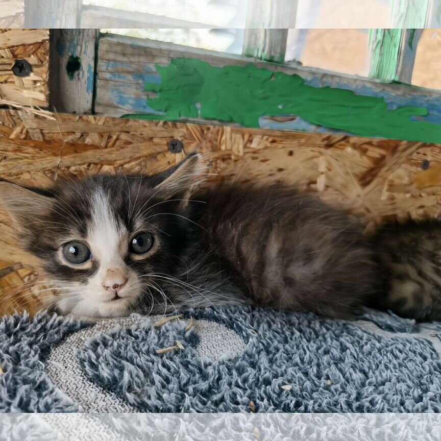 Котята