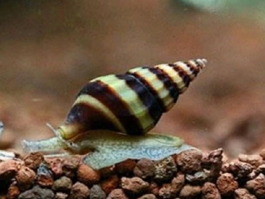 В дар улитка аквариумная Хелена 4 шт