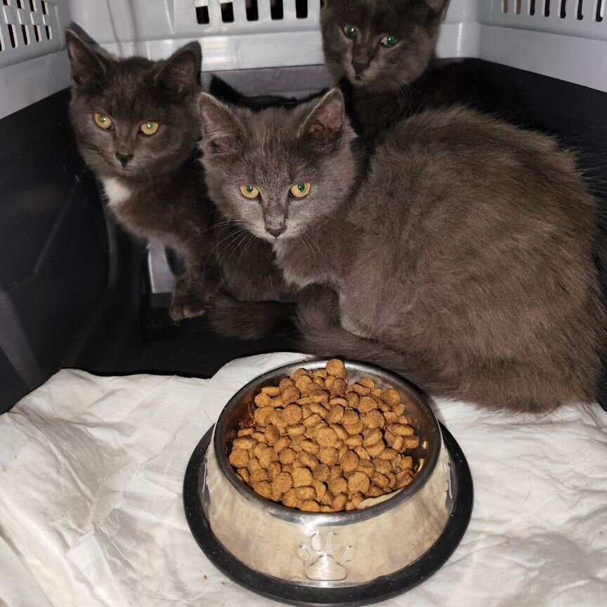 Котёнок в добрые руки