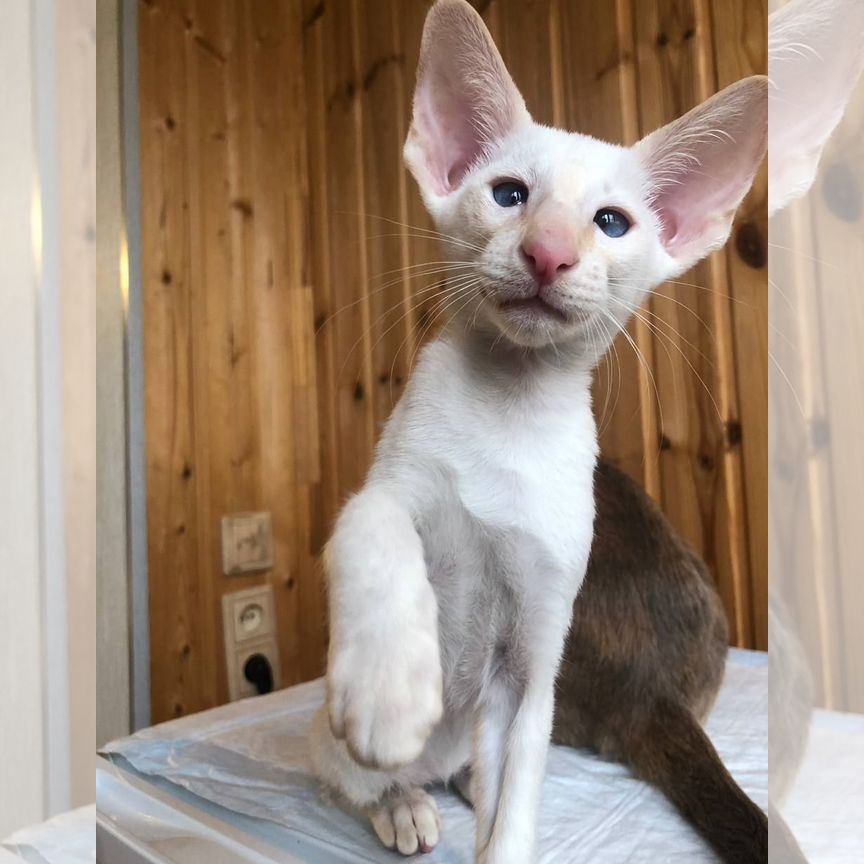 Ориентальный котёнок