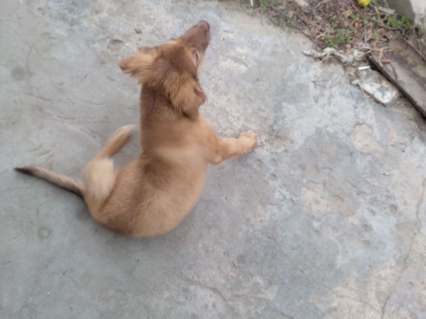 Собака в добрые руки