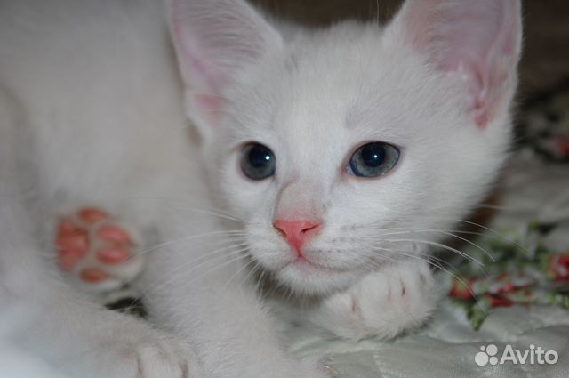Котенок. Киса. Котята