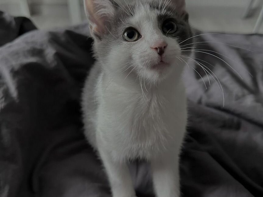 Котенок, мальчик 3 месяца