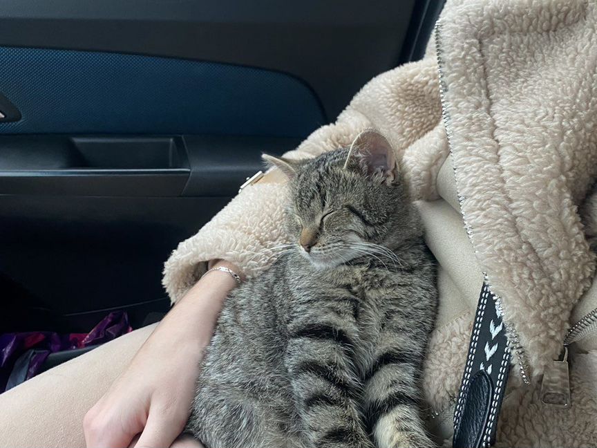 Котики бесплатно в добрые руки