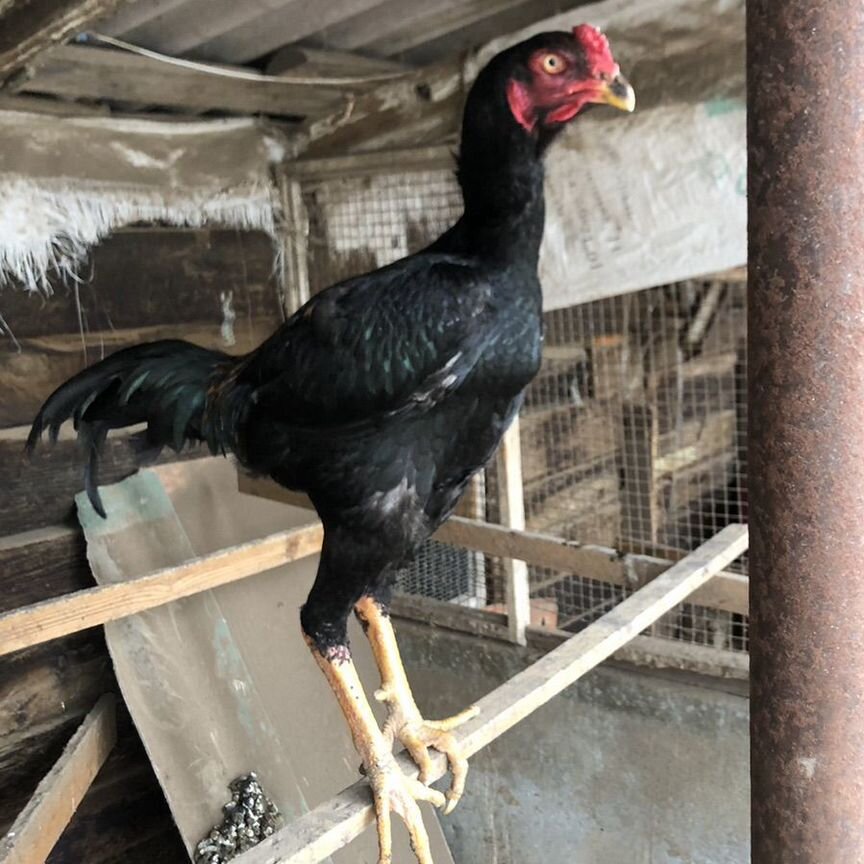 Петухи о шамо