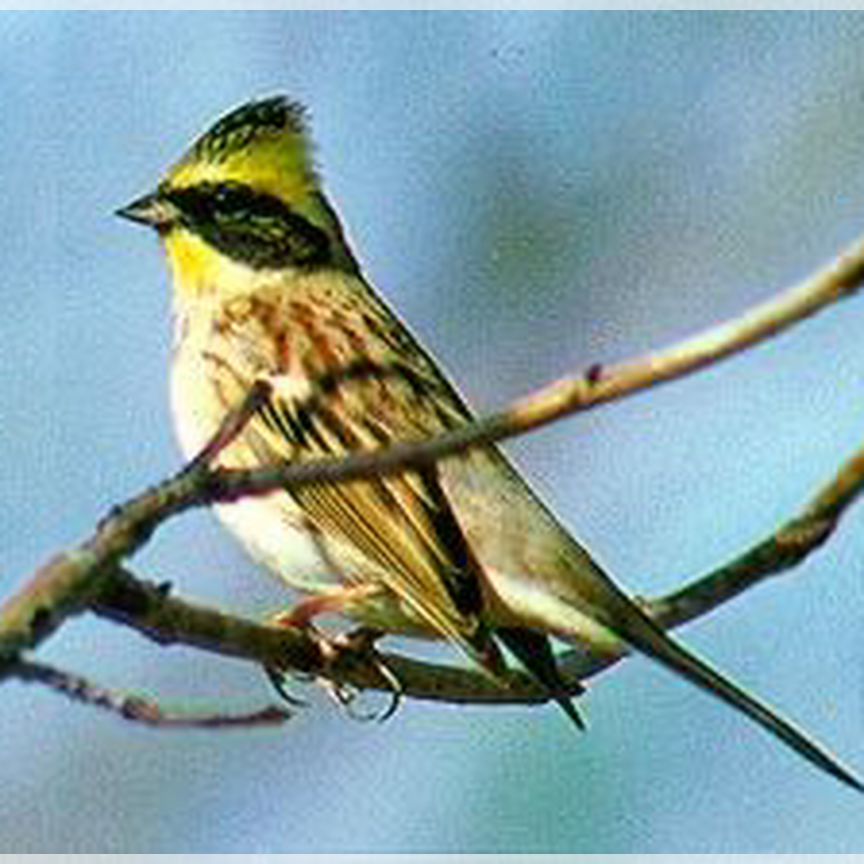 Певчие птицы. Желтогорлая овсянка