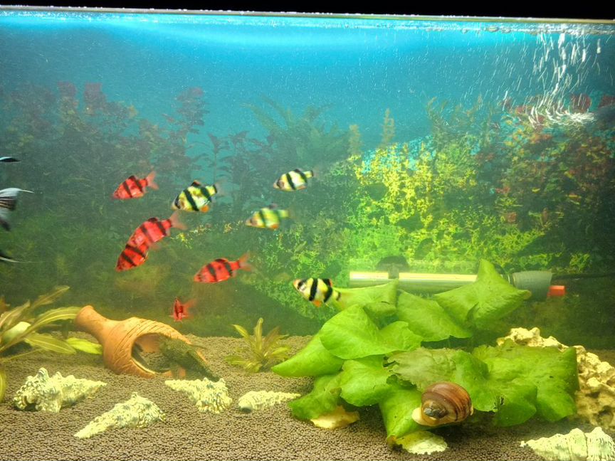 Аквариумные рыбки