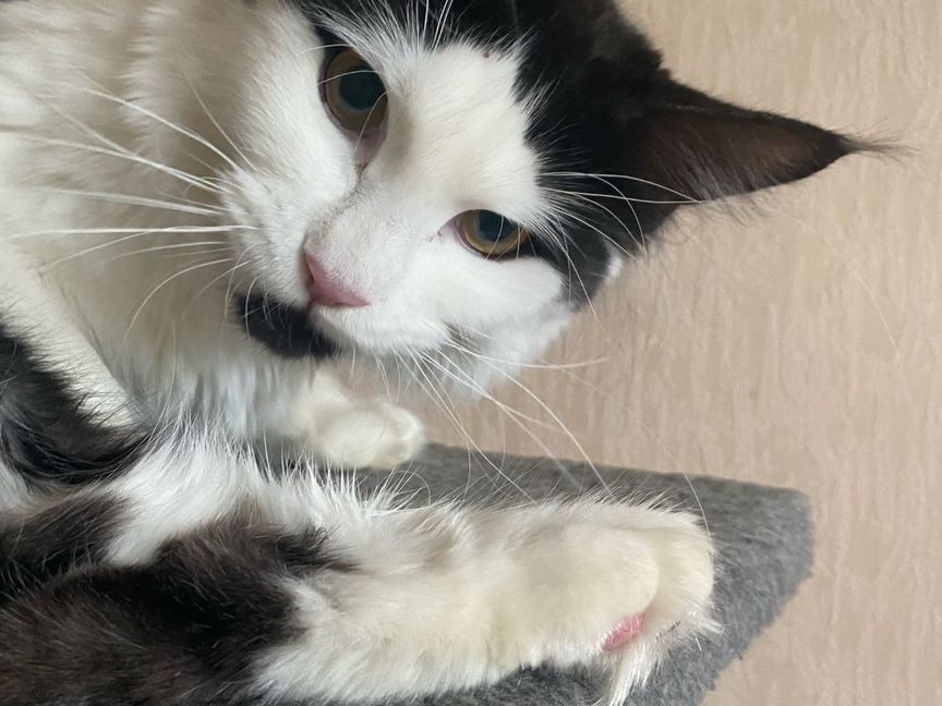 Котята мэйн Кун