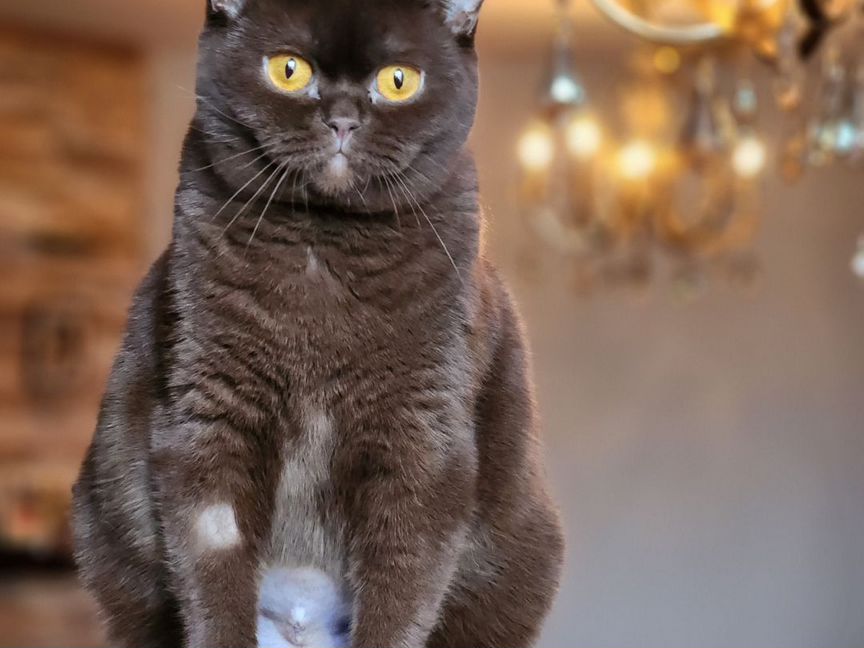 Британская кошечка