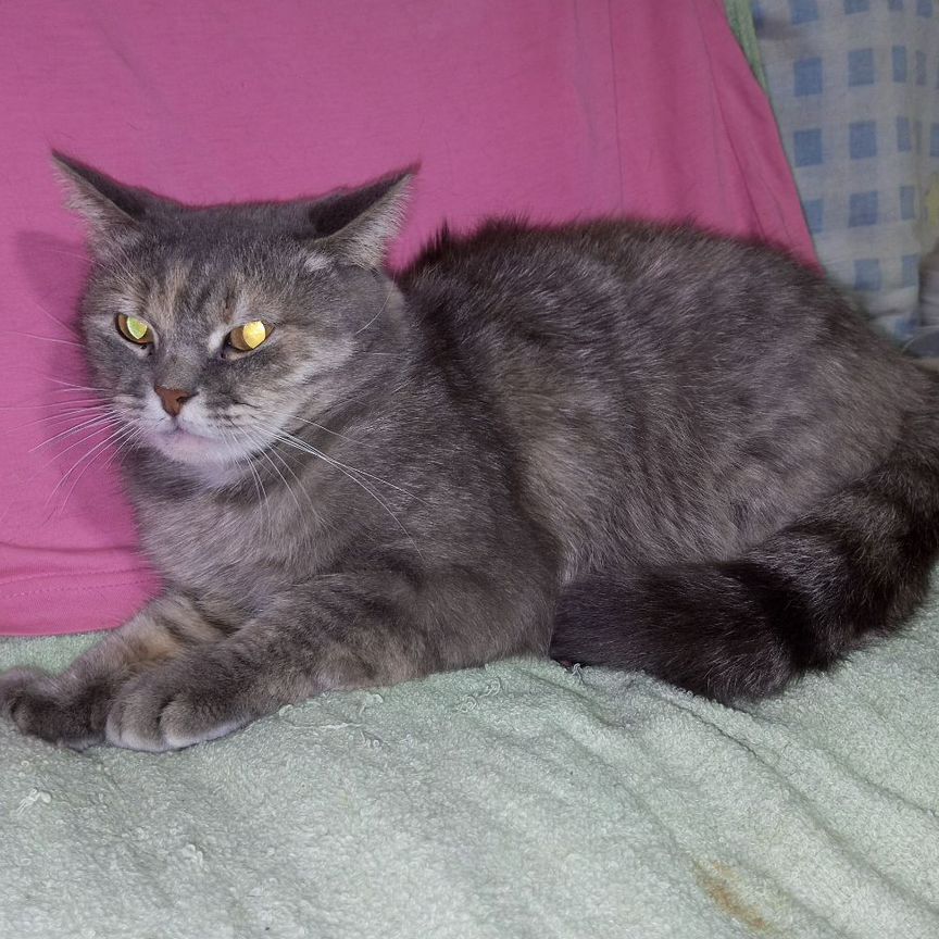 Кошечка, Сонечка, в надежные руки