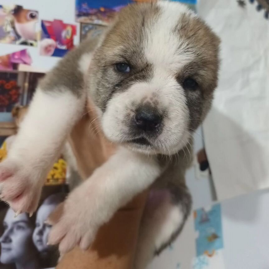 Среднеазиатская овчарка, щенок