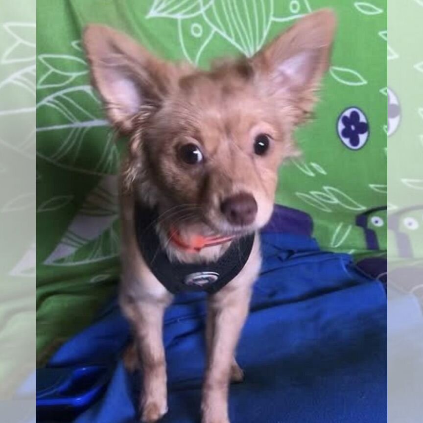 Щенок в добрые руки