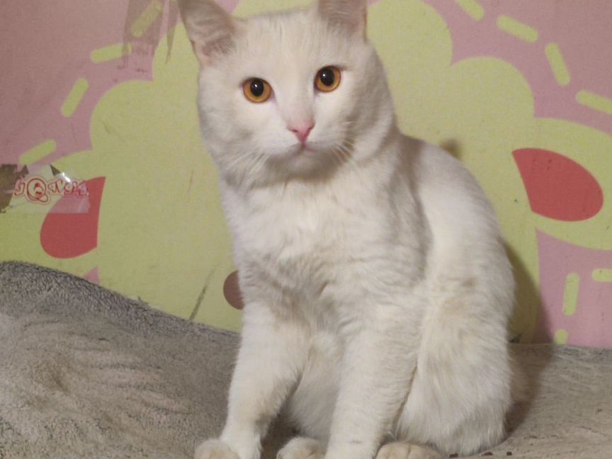 Милый котик 1,5 года