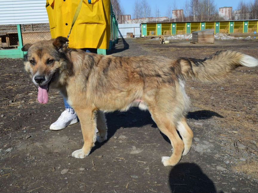 Емельян в добрые руки