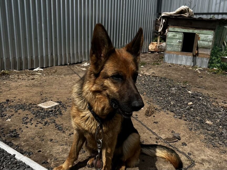 Кутята Немецкой овчарки