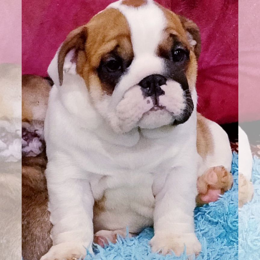 Английский бульдог, щенок