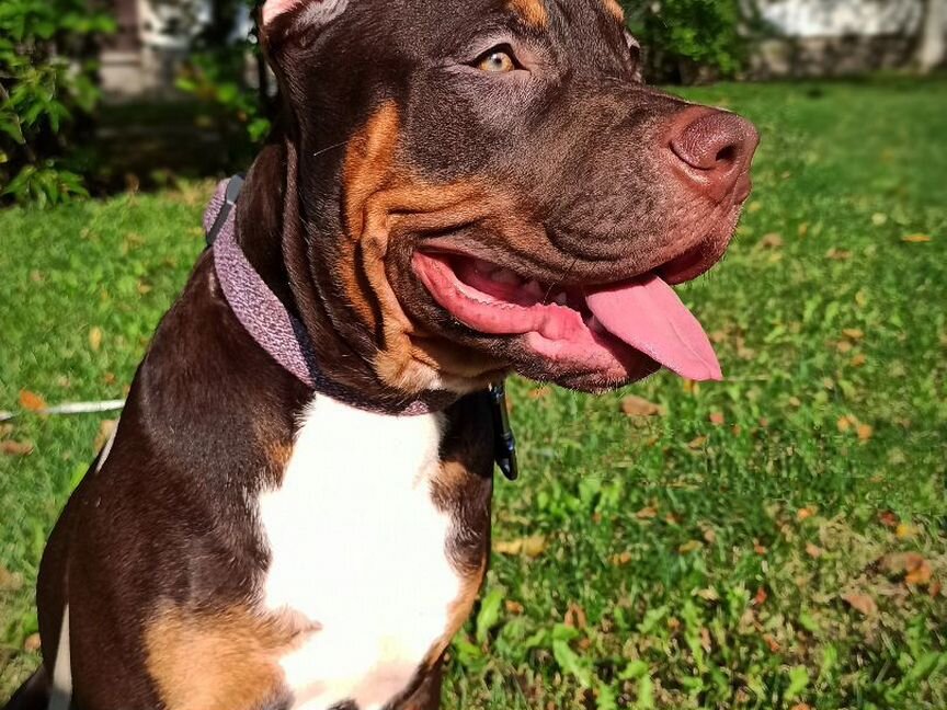 Американский питбультерьер эксклюзив