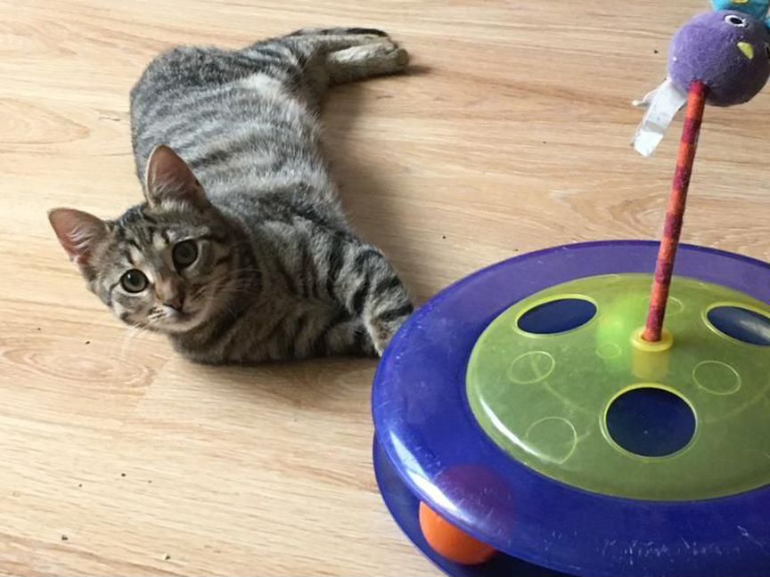 Ласкушу выбросили на улицу, 5мес, стерилизована