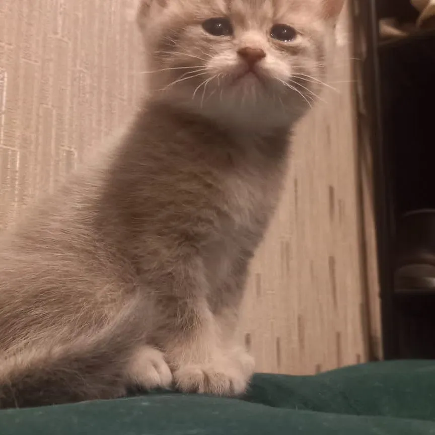 Шотландский котик