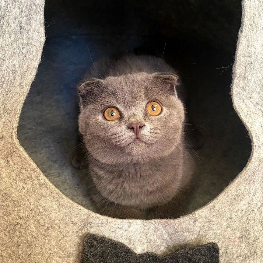 Шотландская вислоухая кошка 2 года