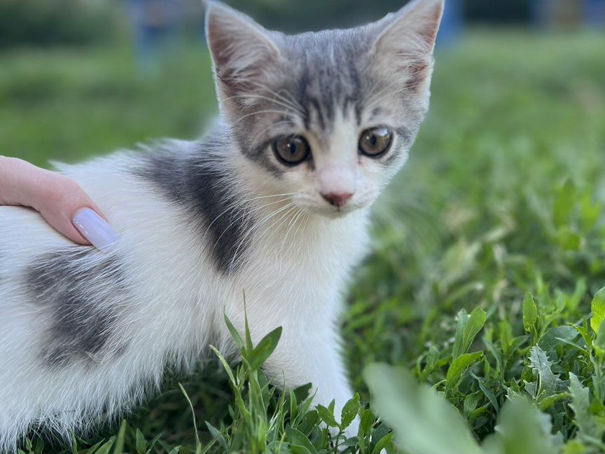 Котики бесплатно в добрые руки