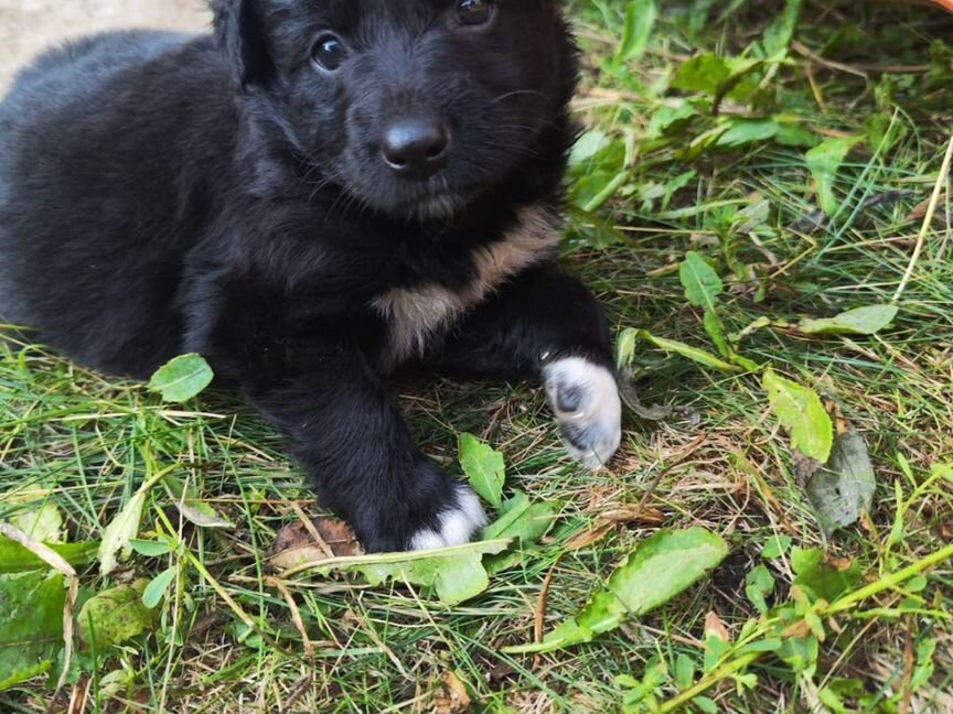 Щенки в добрые руки