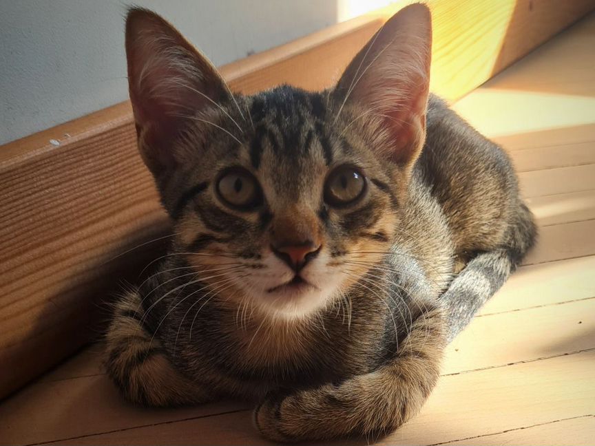 Тигр ищет дом