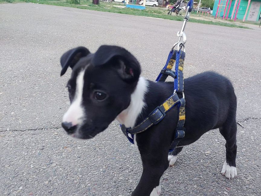 Щенки мелких пород