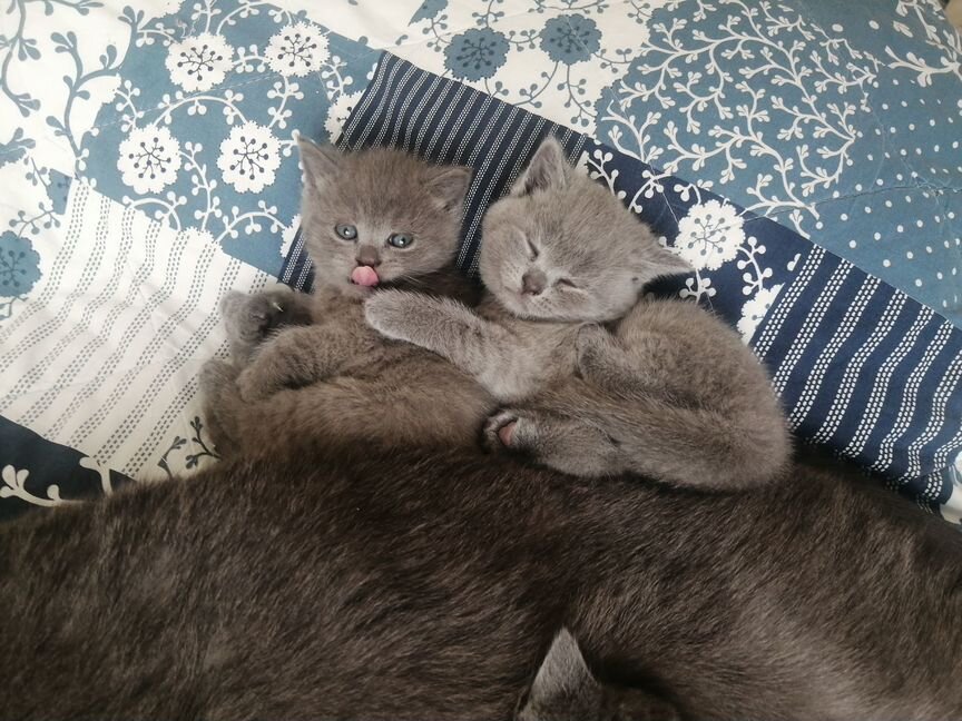 Шотландские прямоухие котята