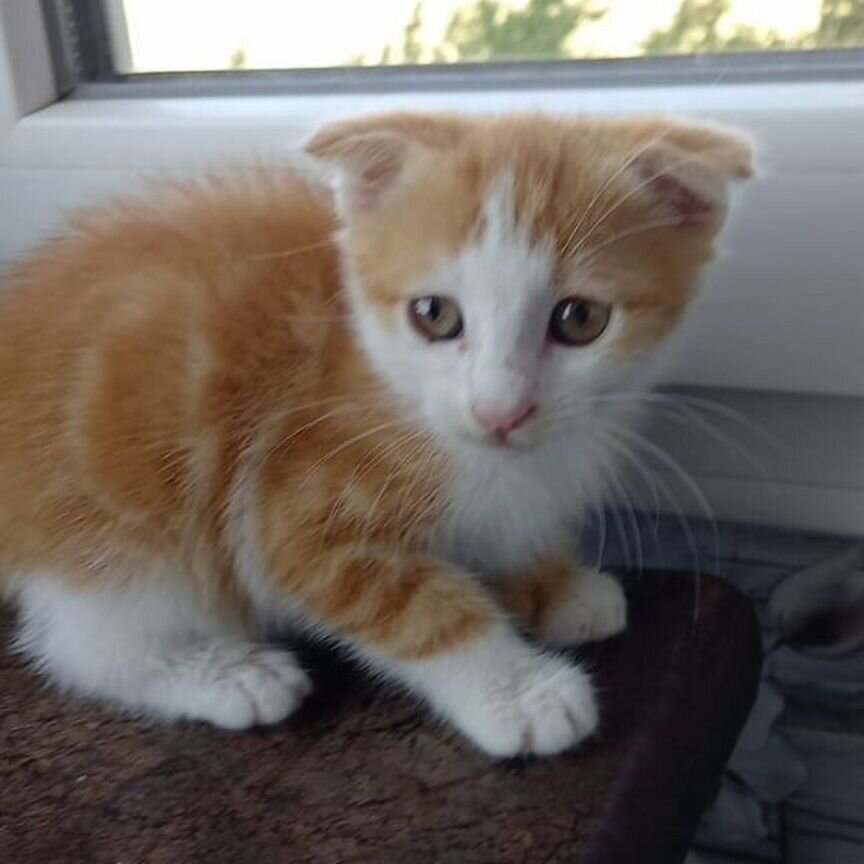 Котята вислоушки в дар