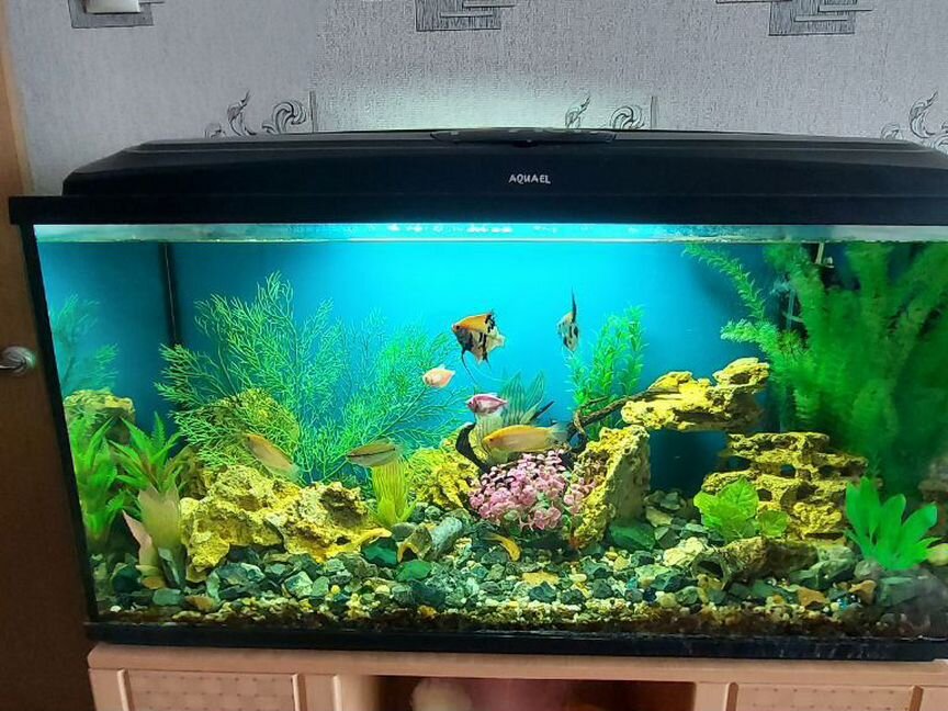 Аквариум с оборудованием и рыбками