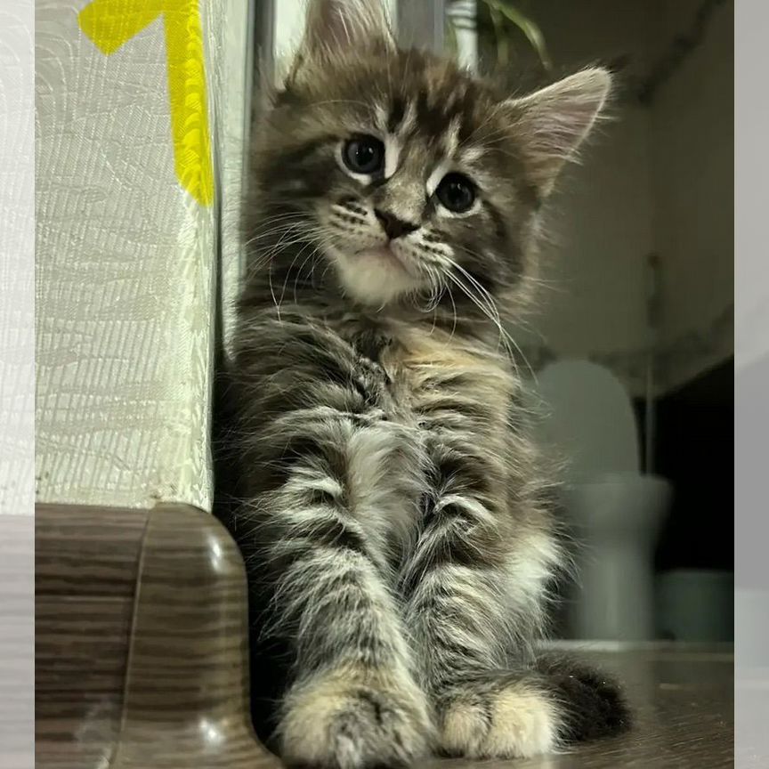 Мейн-кун котёнок