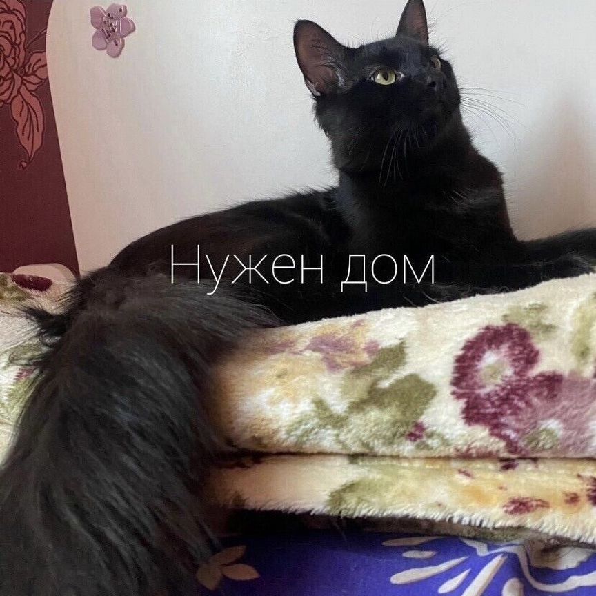 Котенок с тяжелой судьбой ищет маму