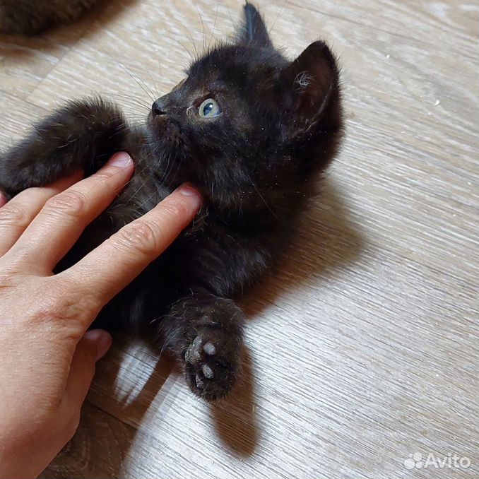 Черныш котенок мальчик в добрые руки