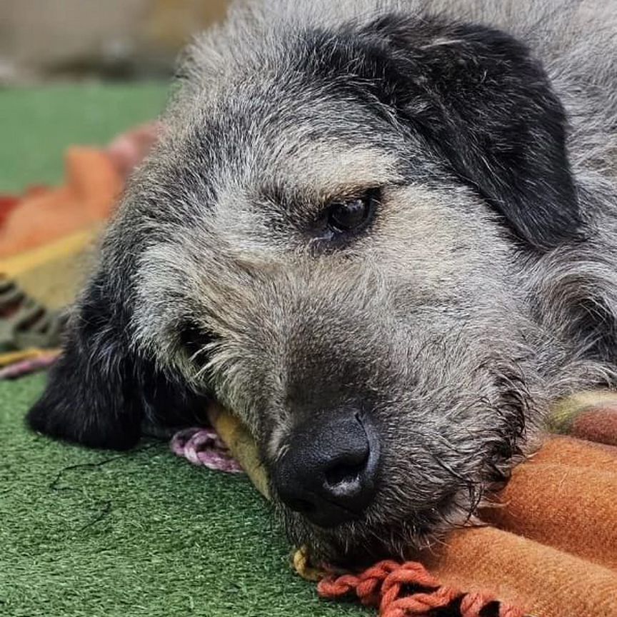 Лютик ищет семью