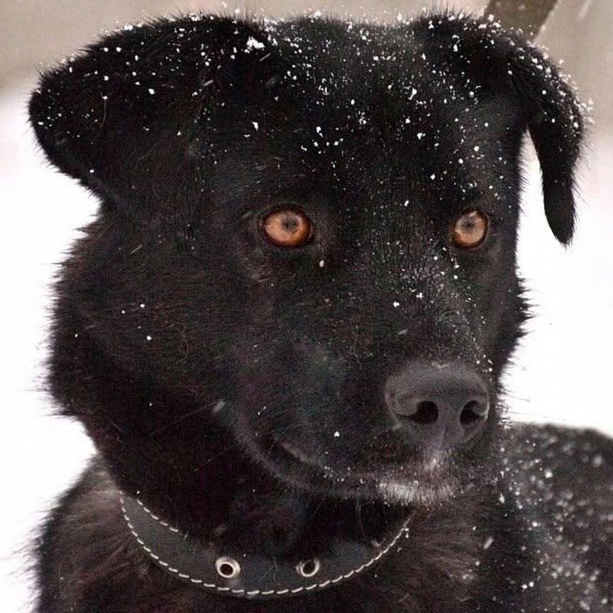 Взрослая собака в добрые руки