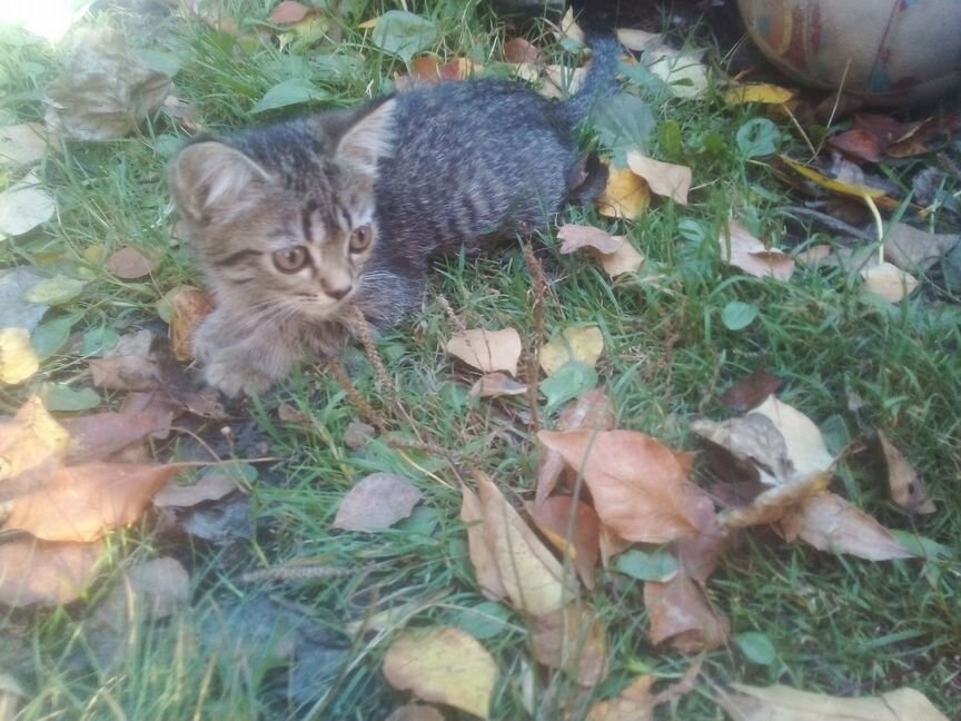 «Новые котята в добрые руки»