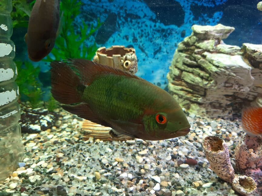 Цихлазома винная бражник