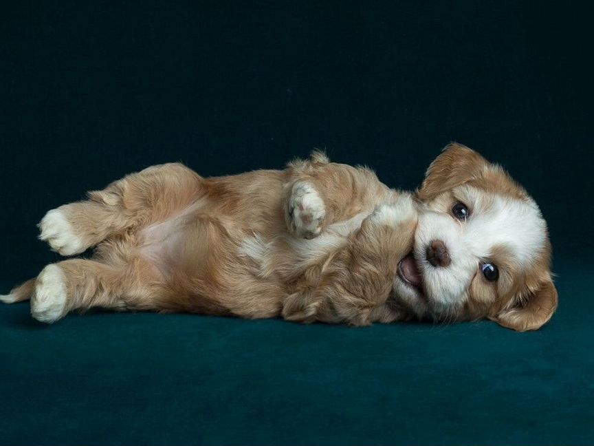 Щенок Хаванез с документами РКФ болонка