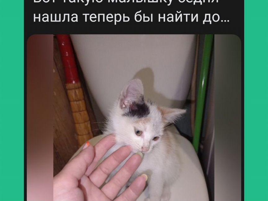 Котенок в добрые ручки