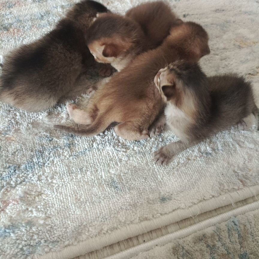 Абиссинские котята