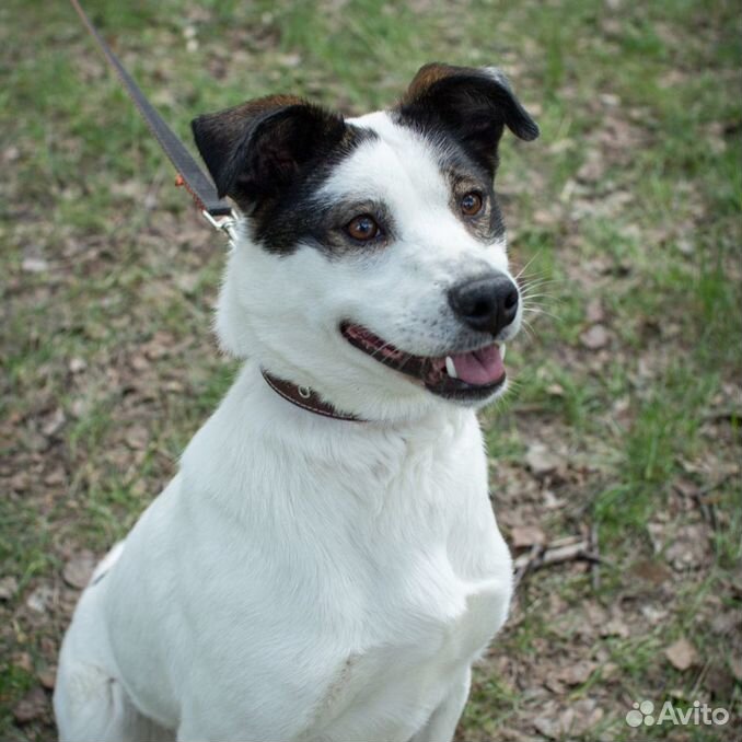 Заботливая Милочка ищет дом