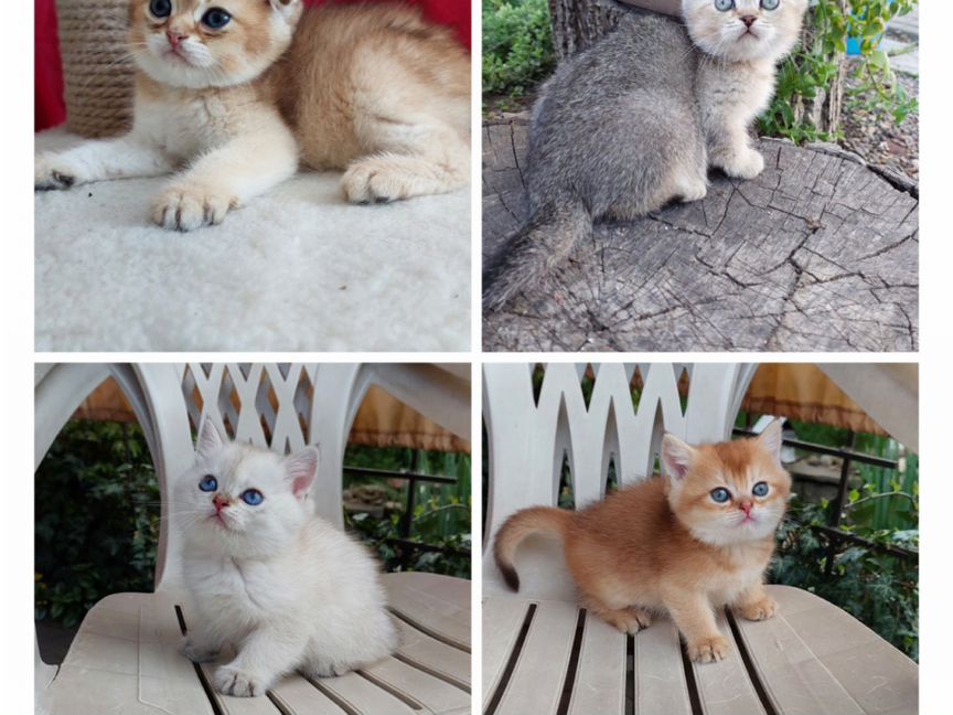 Котята золотая шиншилла