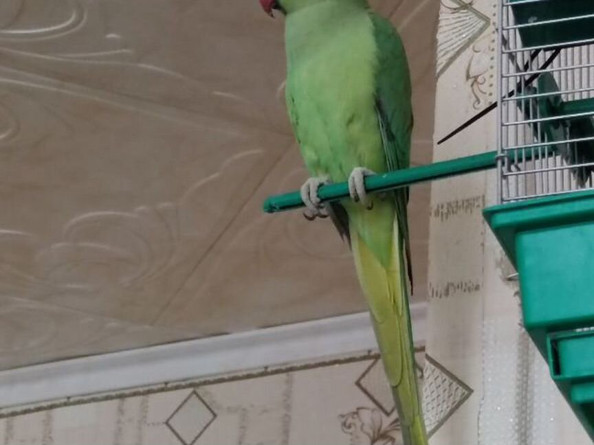 Ожереловый попугай